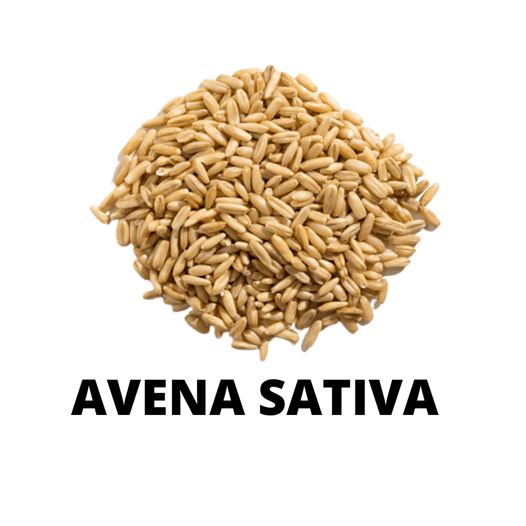 MACA LANDING – Maca Booster Supplement